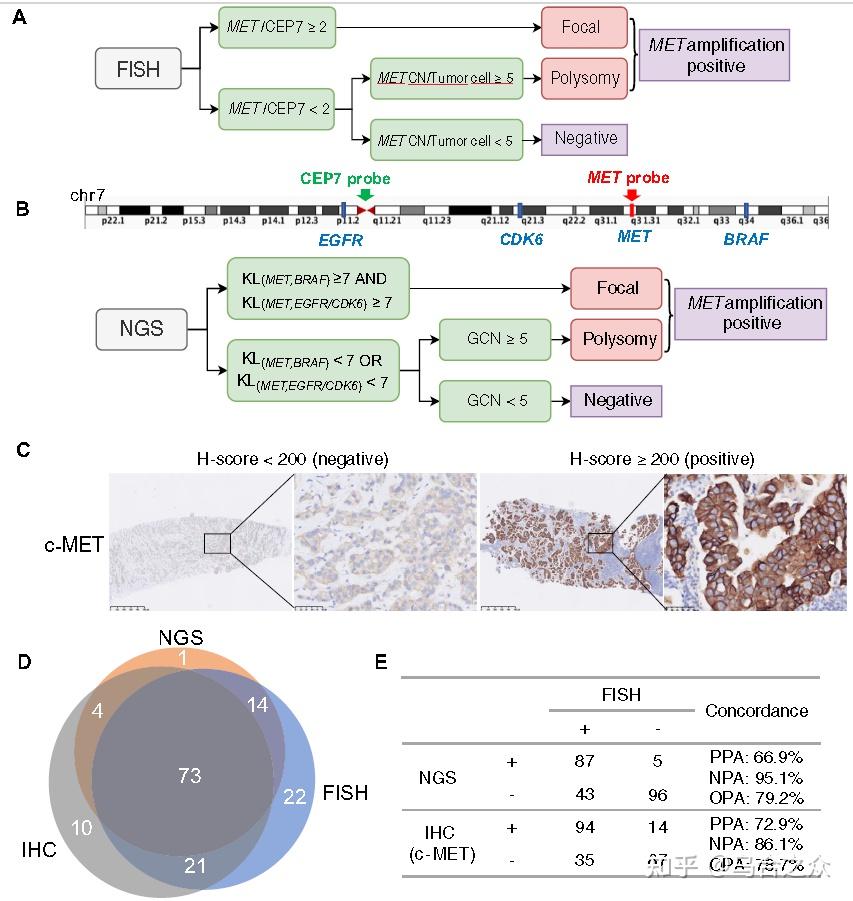 揭示MET局灶扩增在肺癌中的意义: 整合NGS, FISH和IHC - 知乎