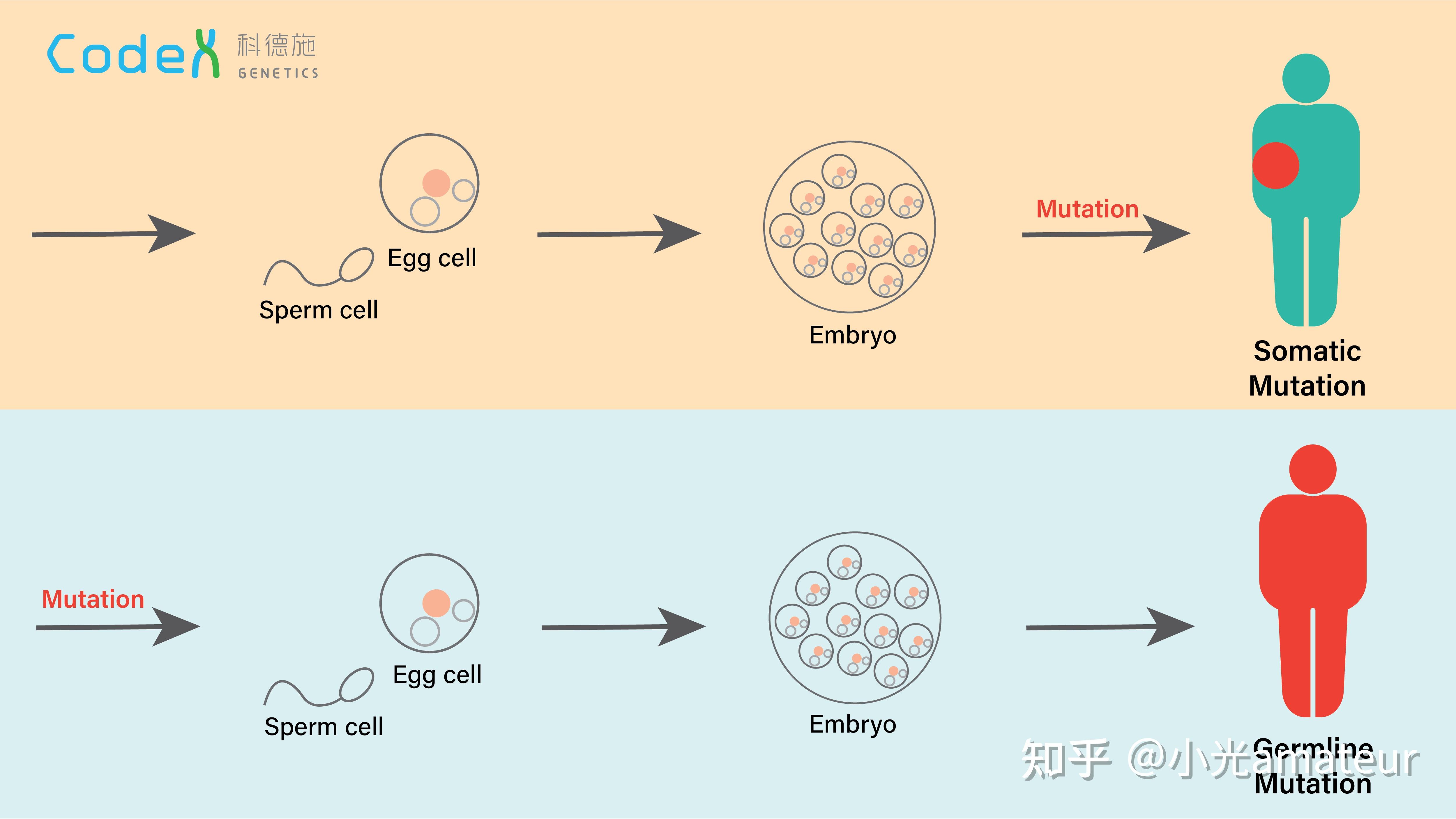 体细胞突变是什么（somatic mutation）？ - 知乎
