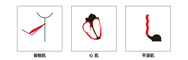 NASM OPT模型和 ACE IFT模式 - 知乎