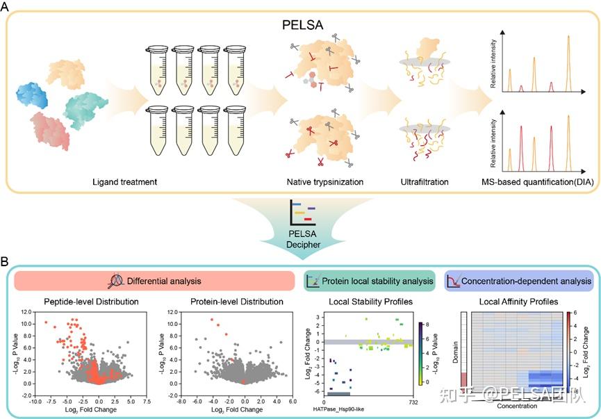 PELSA-Decipher：PELSA靶蛋白质鉴定方法的专用数据处理软件发布 - 知乎