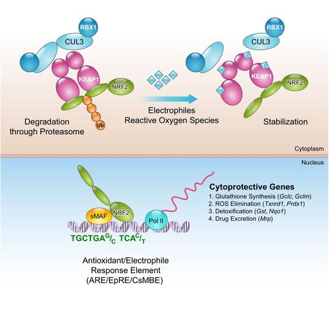 MCE | Nrf2 的重要作用 - 知乎