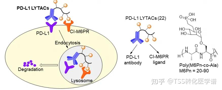 【JMC】免疫检查点PD-L1蛋白降解剂和调节剂研发现状 - 知乎
