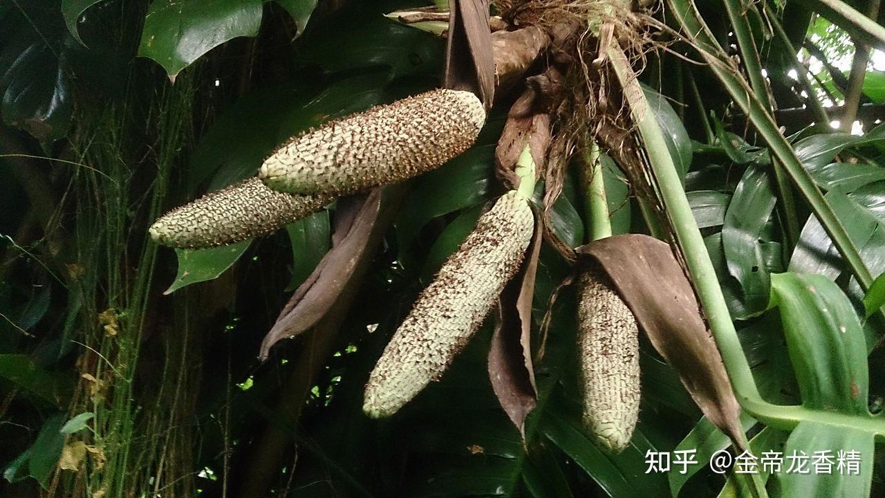 香精与香料(53)—突厥烯酮(Damascenone)与突厥酮(Damascone) - 知乎