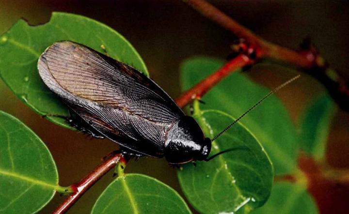 蜚蠊目玛蠊、横带全蠊、锯爪蠊等它们之间的区别在哪里？ - 知乎