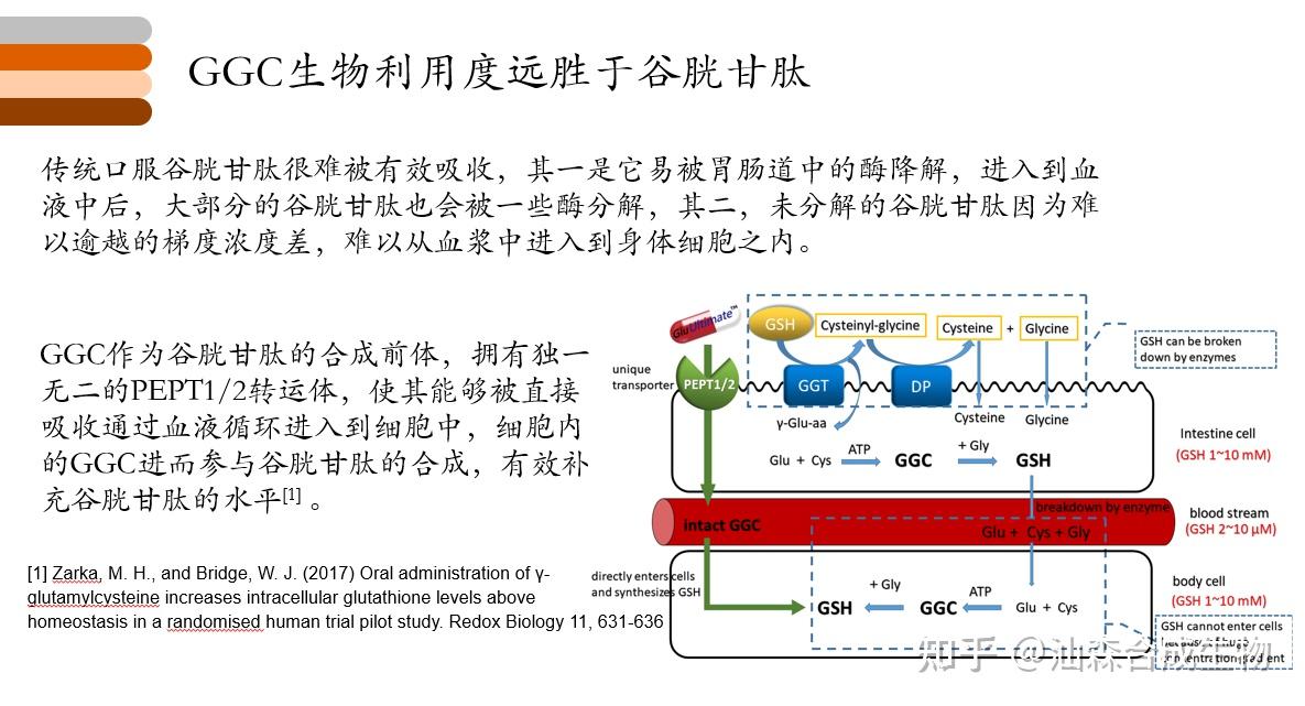 GGC（γ-谷氨酰半胱氨酸）谷胱甘肽的直接前体 - 知乎