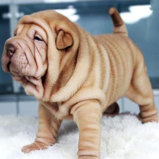 中国沙皮犬Chinese Shar-pei - 知乎