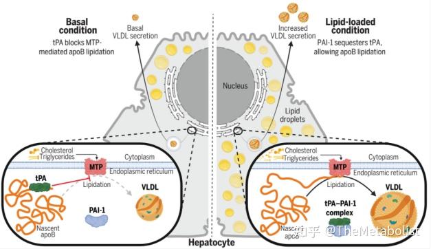 代谢学人——Science：VLDL组装的幕后推手 - 知乎