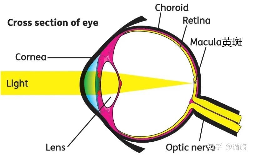 BEST1基因变异引起的黄斑营养不良征-卵黄蛋白病BVMD、AVMD、ARB、ADVIRC、RP - 知乎