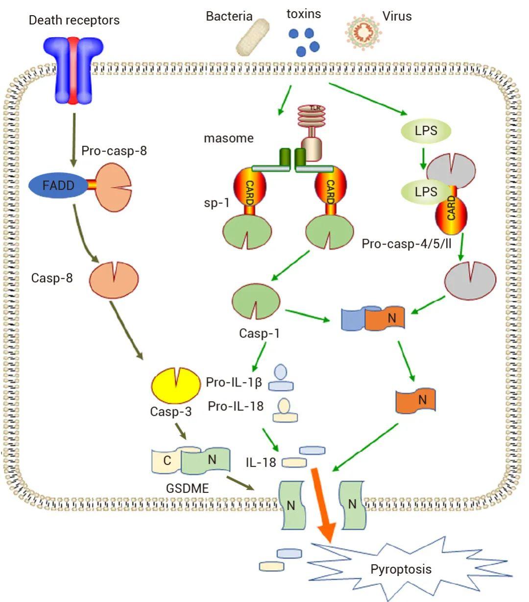 细胞焦亡是什么，如何检测？ - 知乎