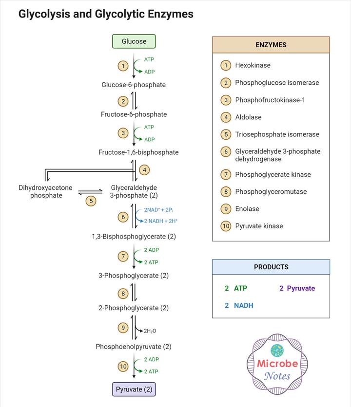 10 ATP 10 ATP