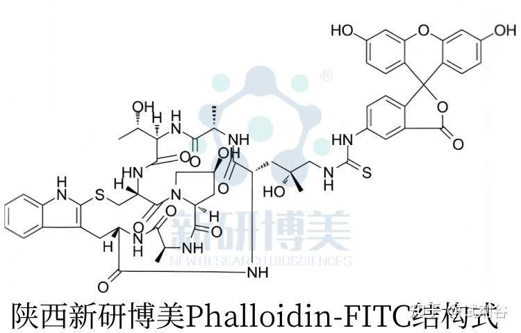 FITC-Phalloidin，鬼笔环肽-荧光素是一种天然的蛋白质荧光标记物 - 知乎