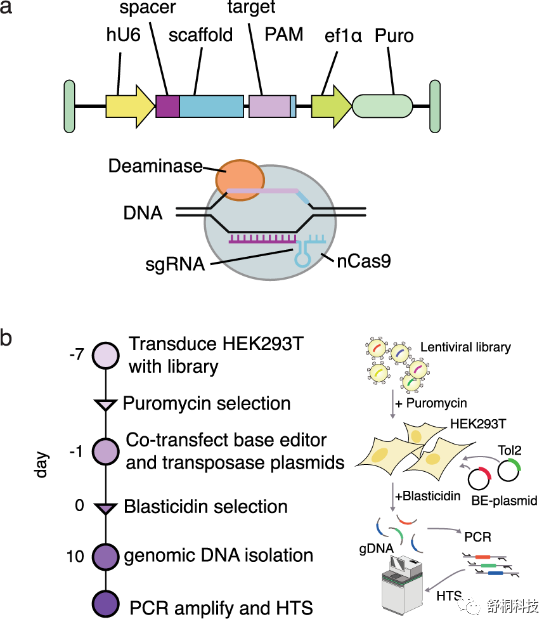 基因编辑工具分享（三）| BE-DICT: 基于机器学习的碱基编辑效率预测模型 - 知乎