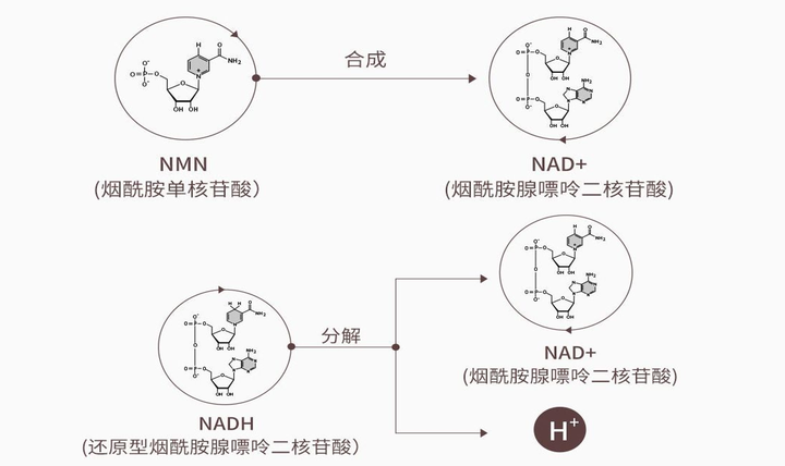 抗衰补充剂 NADH VS NMN，数据证实NMN更胜一筹 - 知乎