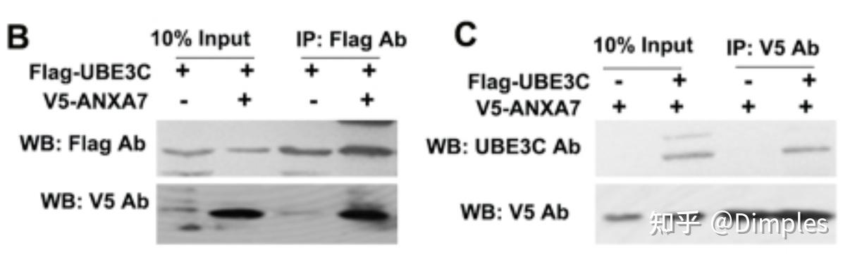 了解HECT家族E3 泛素连接酶 ——UBE3C - 知乎
