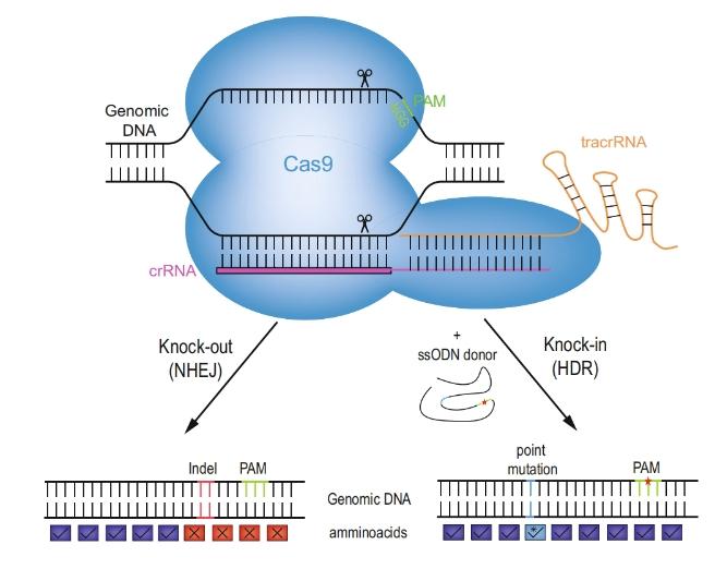 利用CRISPR/Cas9技术构建定点突变小鼠品系，技术原理 - 知乎