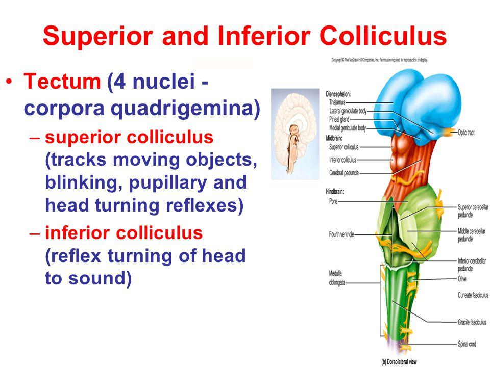 为何hypothalamus（下丘脑）和inferior colliculus（下丘）中文翻译很相似？ - 知乎