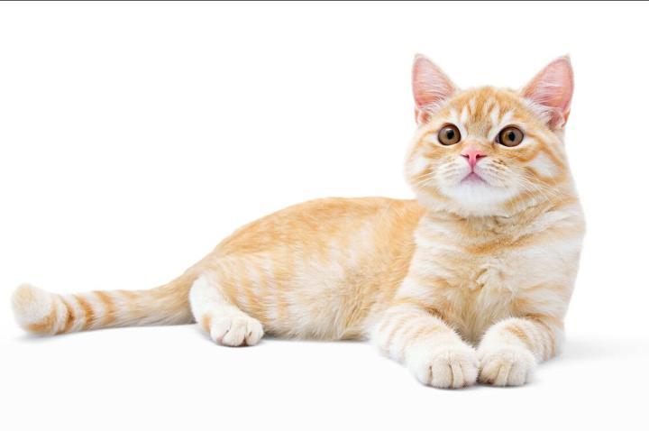 猫咪乱拉乱尿怎么办？ 知乎