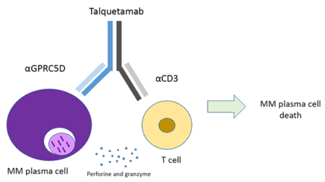 首个靶向GPRC5D治疗复发难治性多发性骨髓瘤的双特异性抗体在华获批上市 - 知乎