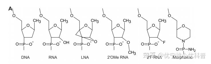 miRCURY LNA miRNA Detection Probe助力miRNA ISH检测 - 知乎
