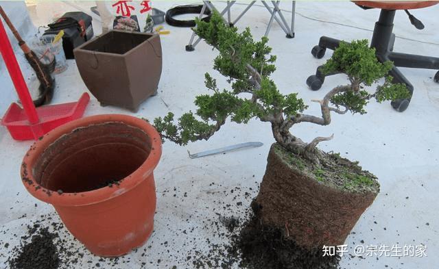 3招就能让树桩快速发芽成活，方法简单，一看就会 - 知乎