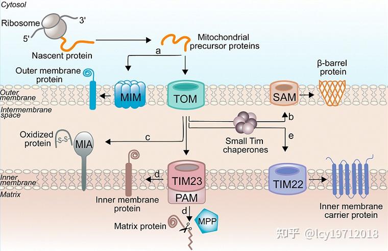 一个蛋白没有信号肽，但是有跨膜结构，怎么上膜？ - 知乎
