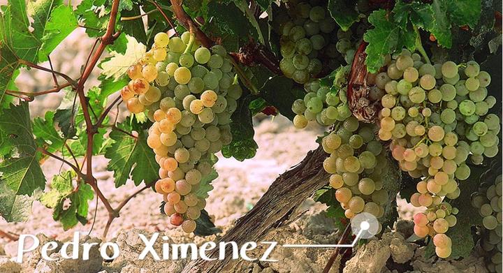 小甜心“佩德罗-希梅内斯(Pedro Ximenez)” - 知乎