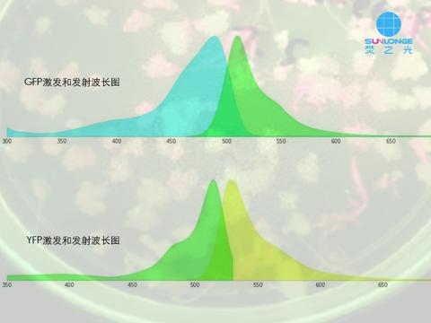 YFP GFP可以共用激发光源并被同时观测么？ - 知乎