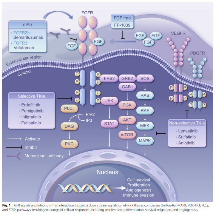 杰论系列 | 成纤维细胞生长因子受体（FGFR）临床意义及检测 - 知乎