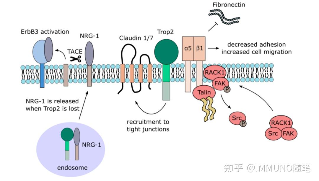 Trop2 I 肿瘤免疫治疗热门靶点 - 知乎