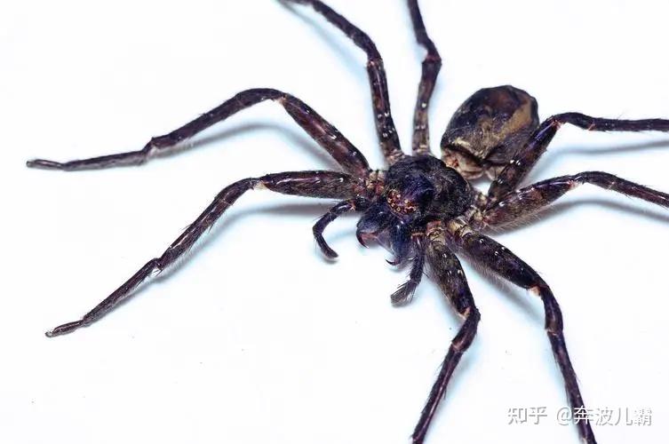 家里养宠物怎么根除蟑螂? - 知乎