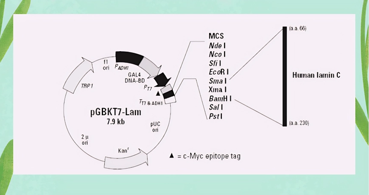 pGBKT7-Lam Vector 酵母双杂交对照载体的基本属性解释说明（避坑指南） - 知乎