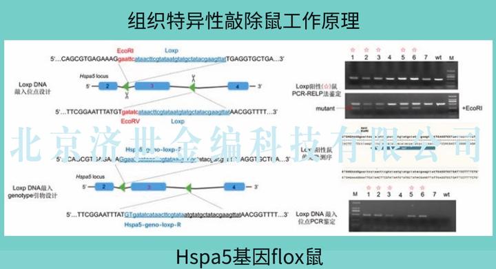 案例分享：Hspa5基因组织特异性敲除小鼠(Loxp)构建技术报告 - 知乎