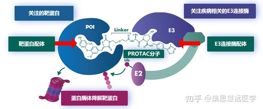 PROTAC靶蛋白降解技术助力药物研发、靶蛋白功能抑制研究-解决传统小分子抑制剂开发瓶颈 - 知乎
