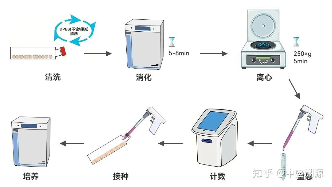 hMSC"保姆级"培养教程 ！！一文涵盖hMSC复苏、传代、冻存详细操作流程！！！ - 知乎