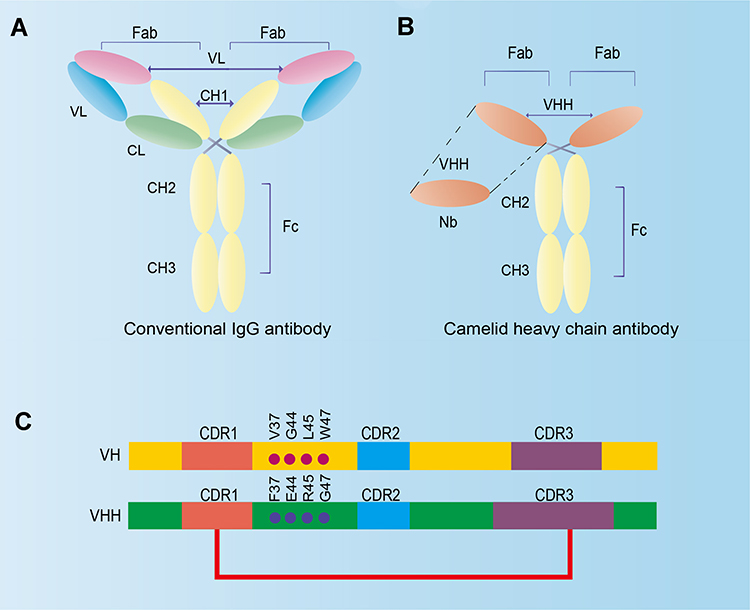 纳米抗体的噬菌体文库是如何构建的？ - 知乎