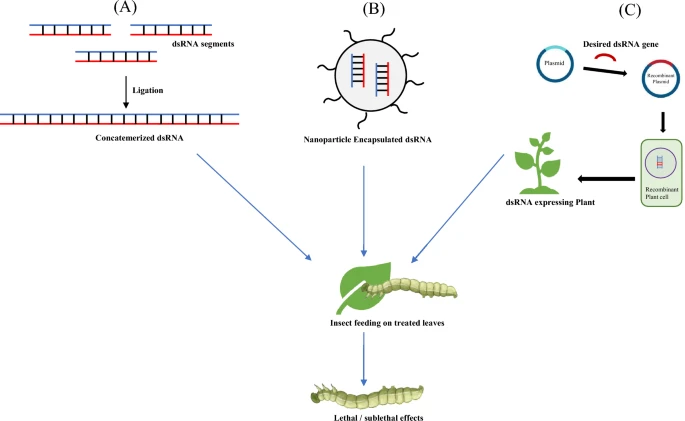 每日科研进展 l 2023.06.14 l 基于 RNAi 的生物农药：鳞翅目昆虫近期研究综述 - 知乎