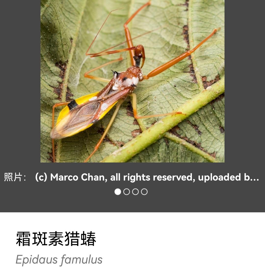 这是什么奇怪虫子？？急? - 知乎