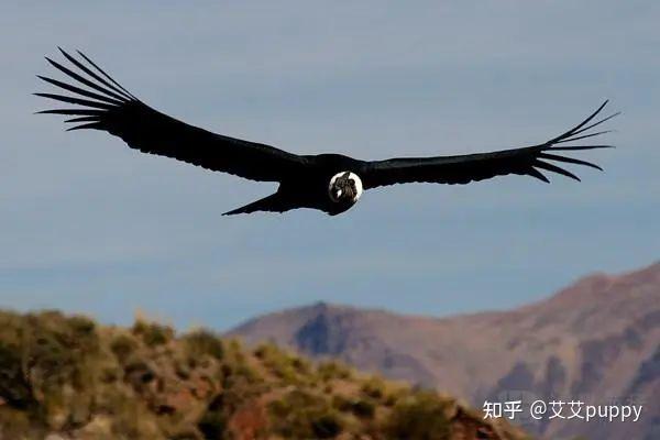 iron condor铁鹰策略：其实利润远超你预期 - 知乎