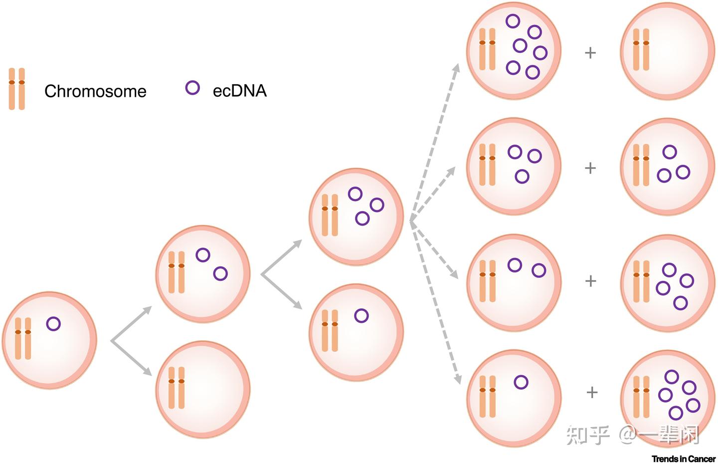 ecDNA协同作用介导癌细胞耐药性进化 - 知乎