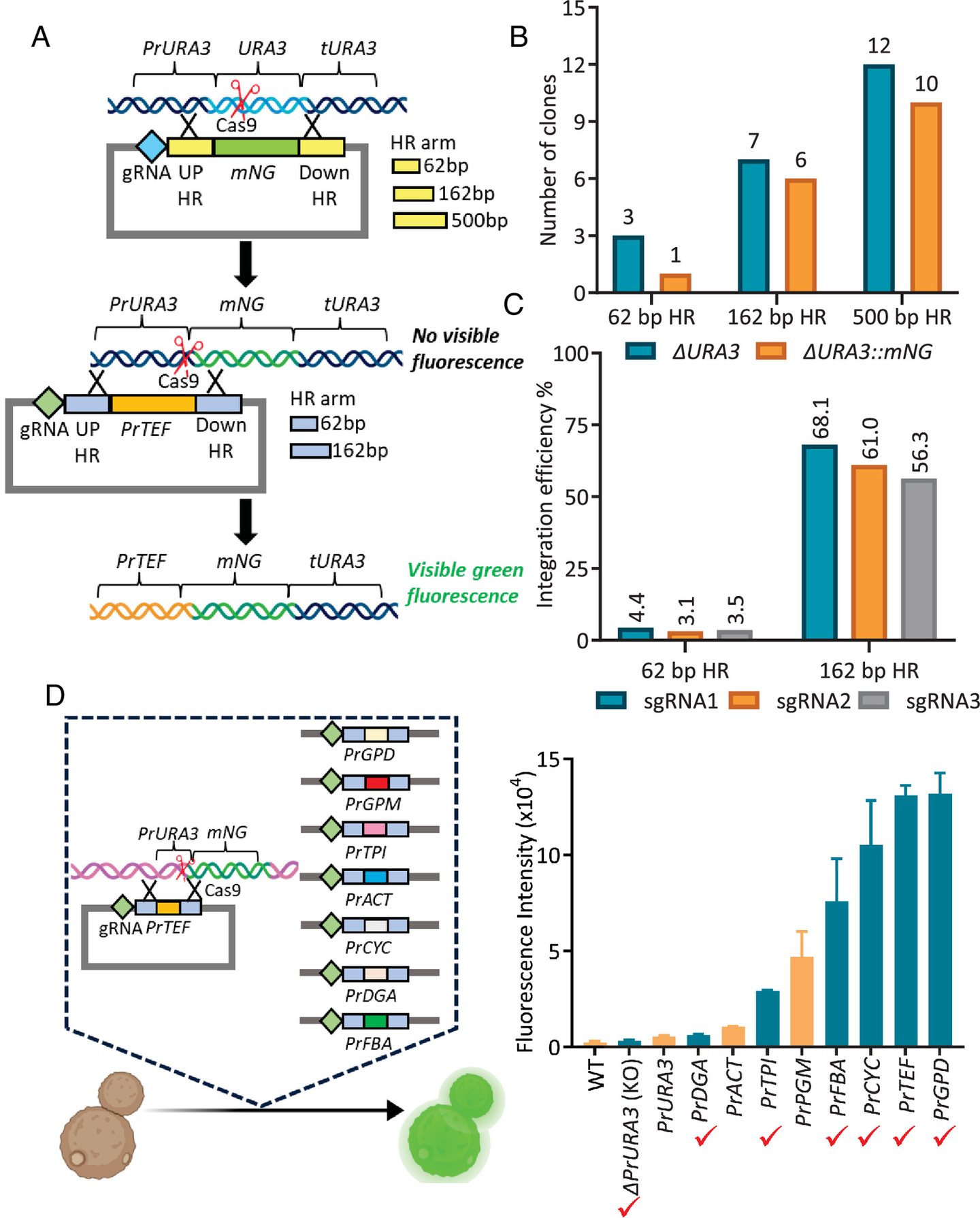 56种转录因子的转录微调文库用于解脂酵母高通量代谢工程 - 知乎