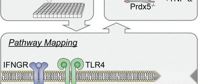 Cell Reports丨一氧化氮在吞噬细胞中参与由Prdx5介导的抗炎反馈回路 - 知乎