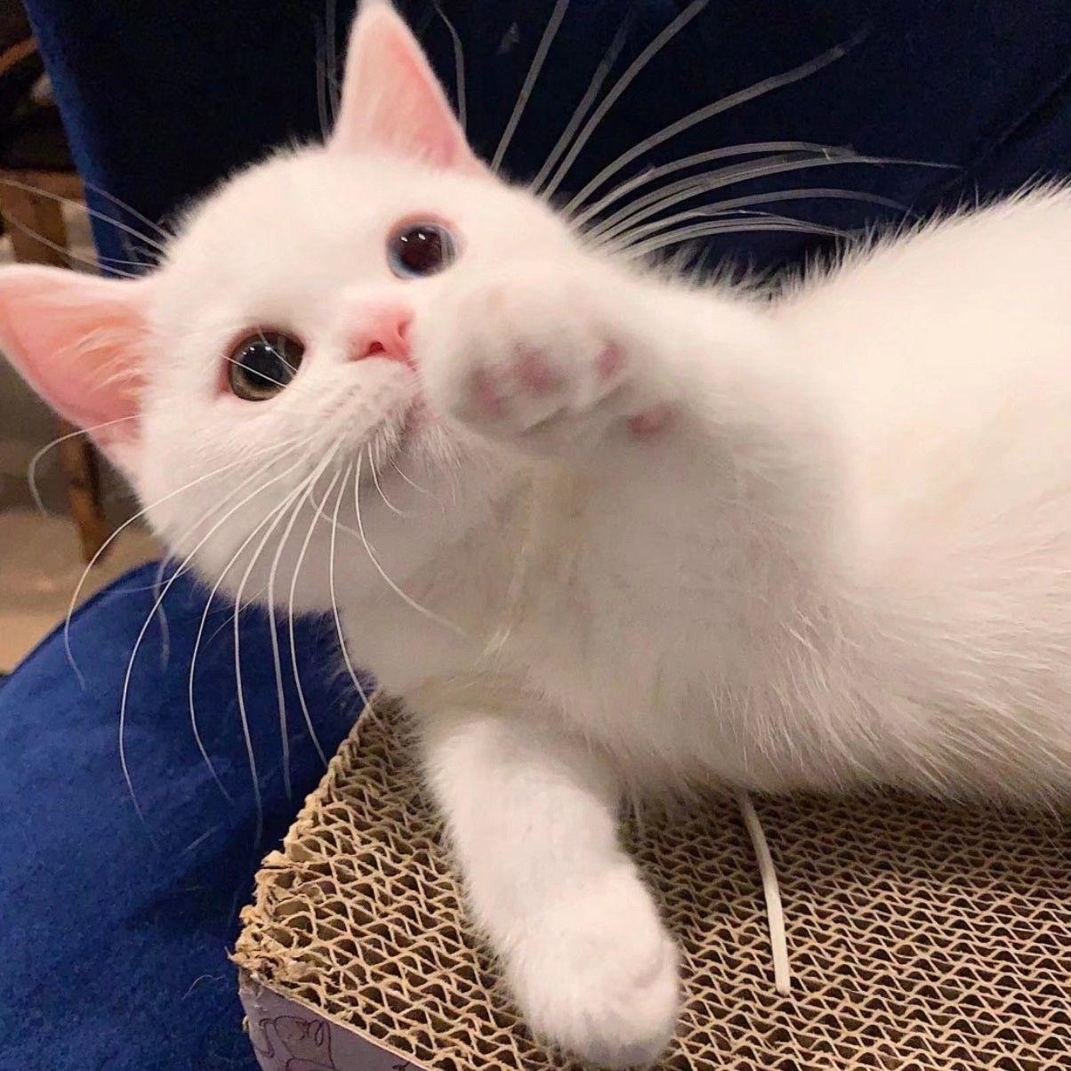 有没有敲可爱的猫咪头像 知乎