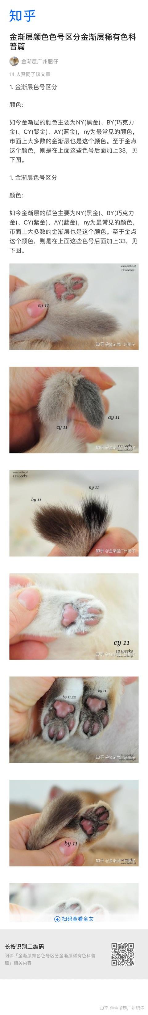 新手如何鉴别金渐层色号NY25、NY11、NY12的区别? - 知乎