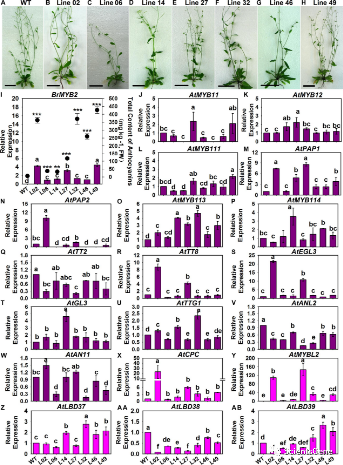 【Front Plant Sci】BrMYB2调控大白菜和拟南芥发育过程中花青素生物的合成机制 - 知乎
