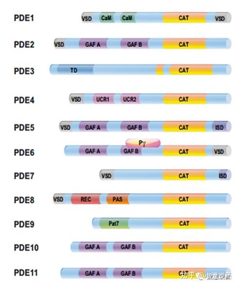 PDE(磷酸二酯酶) Panel_IBC - 知乎