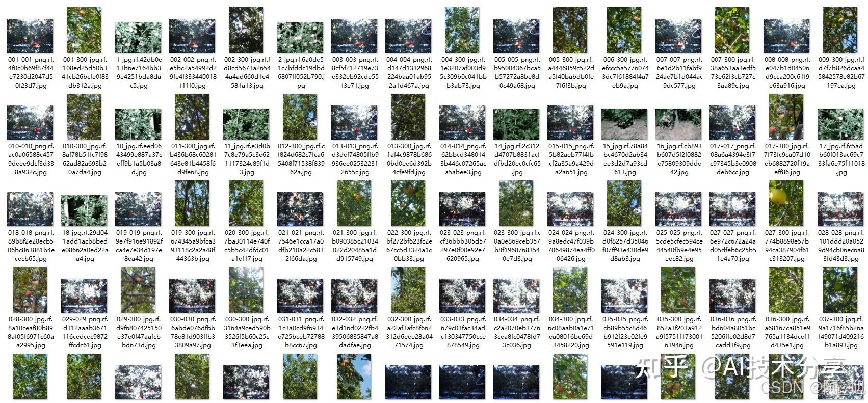 基于yolo11深度学习的果园苹果检测与计数系统设计与实现【python源码pyqt5界面数据集训练代码】 知乎