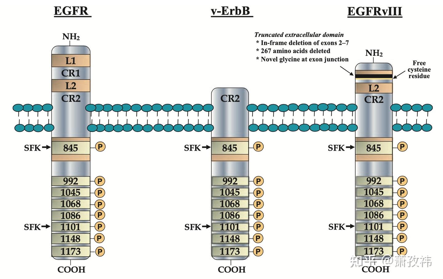 万字拆解EGFR - 知乎