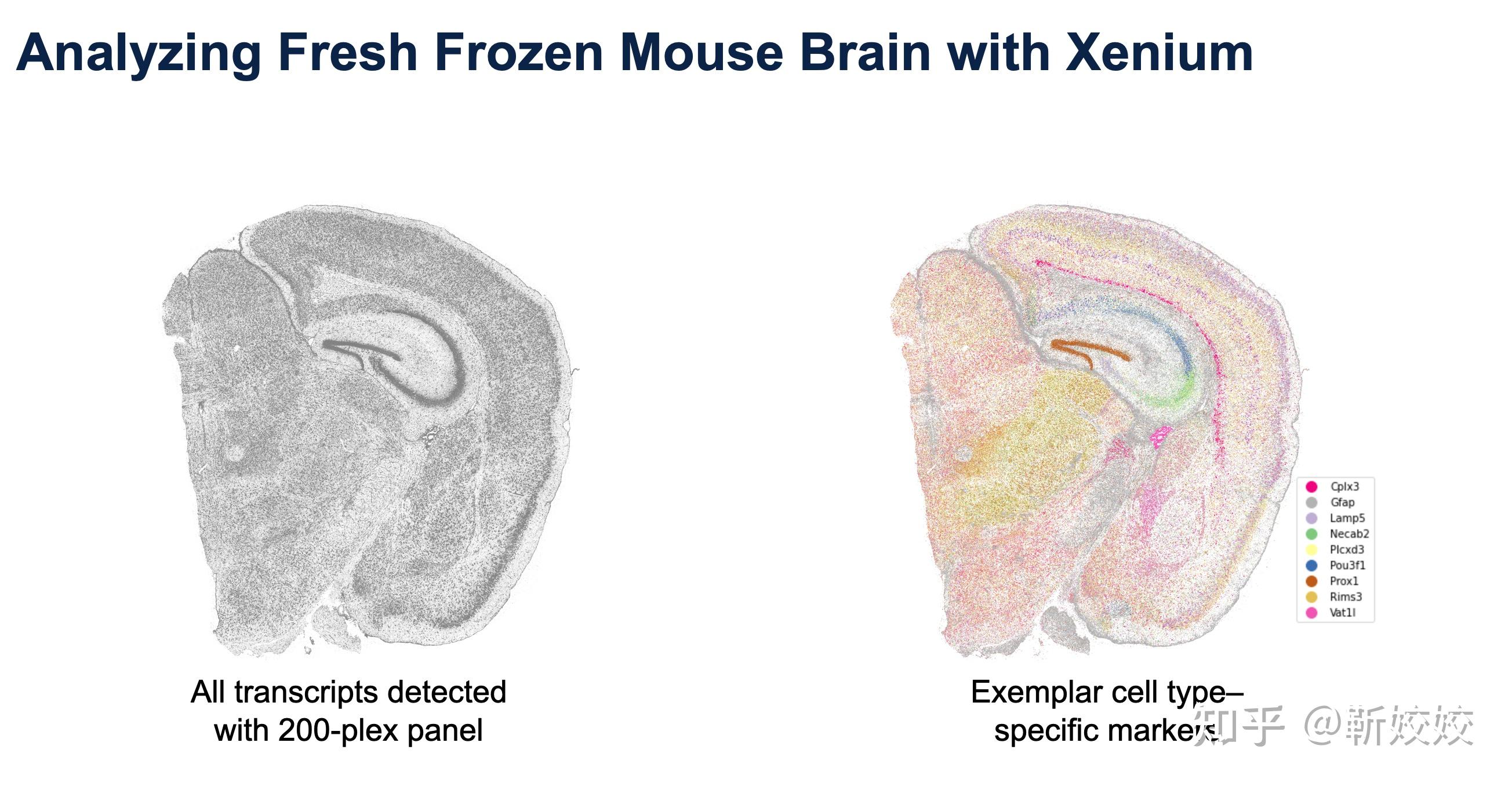 空间生物学的下一个热点—组织原位多组学分析！ - 知乎