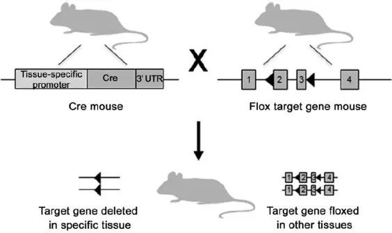 请问Cre/loxP和CRISPR-Cas9技术的区别，这两种技术又是怎么融合的呢？ - 知乎
