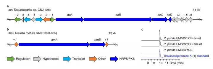 Nat Chem Biol | CRISPR-Cas9助力揭示模块化多酶复合体小分子生物合成新机理 - 知乎